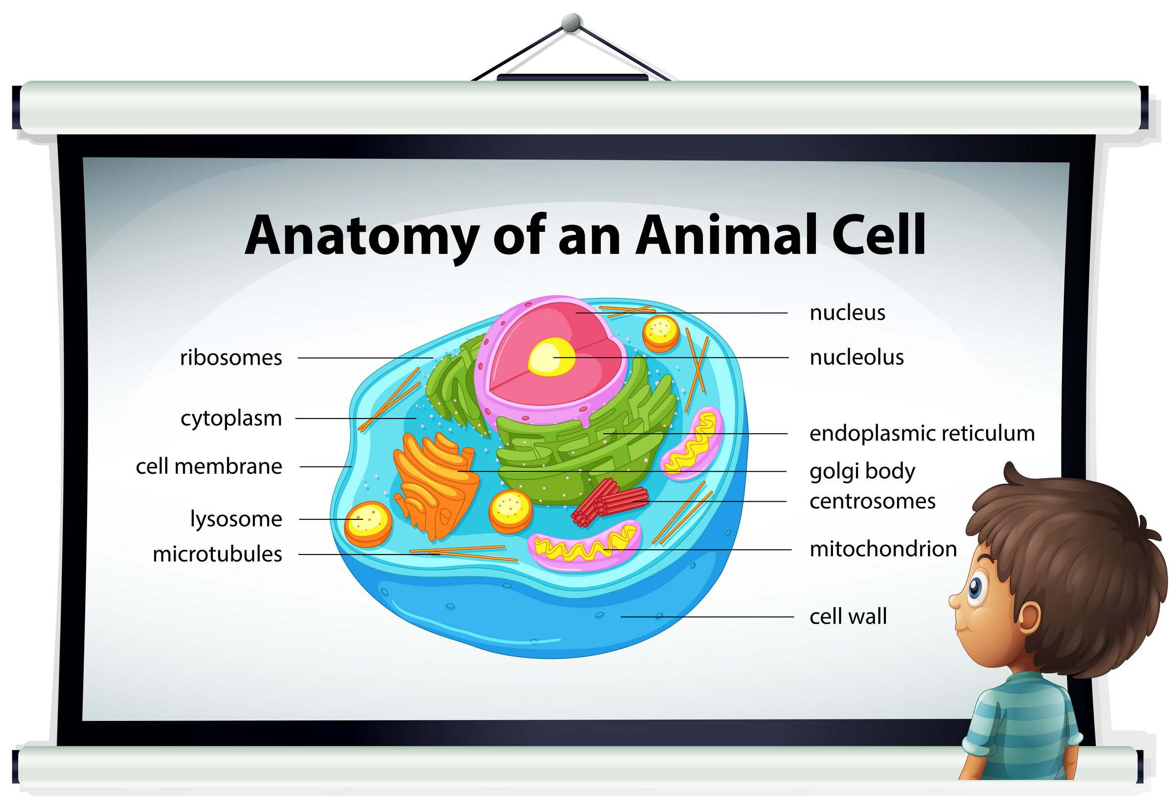 The Cell Structure Function OER Commons The Cell Structure Function OER Commons