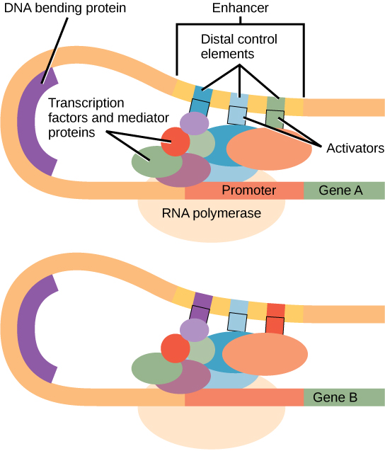 Biology Genetics Gene Expression Eukaryotic Transcription Gene Biology Genetics Gene Expression Eukaryotic Transcription Gene