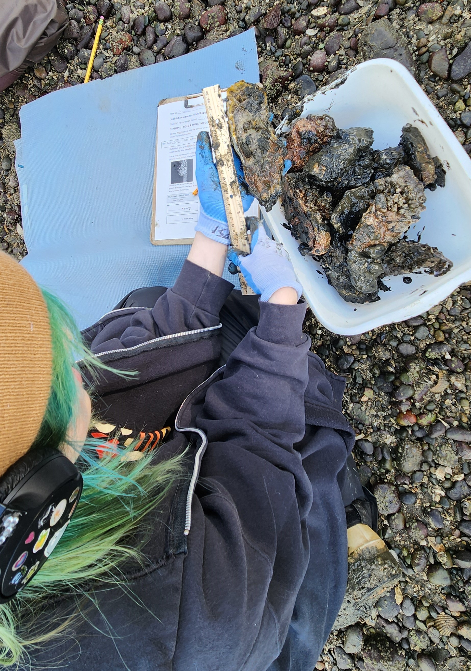 Shellfish Aquaculture: Tides, Farming Considerations & Growth Rates ...