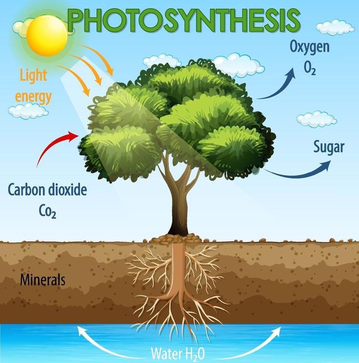UNDERSTANDING PHOTOSYNTHESIS: The key to plant life | OER Commons