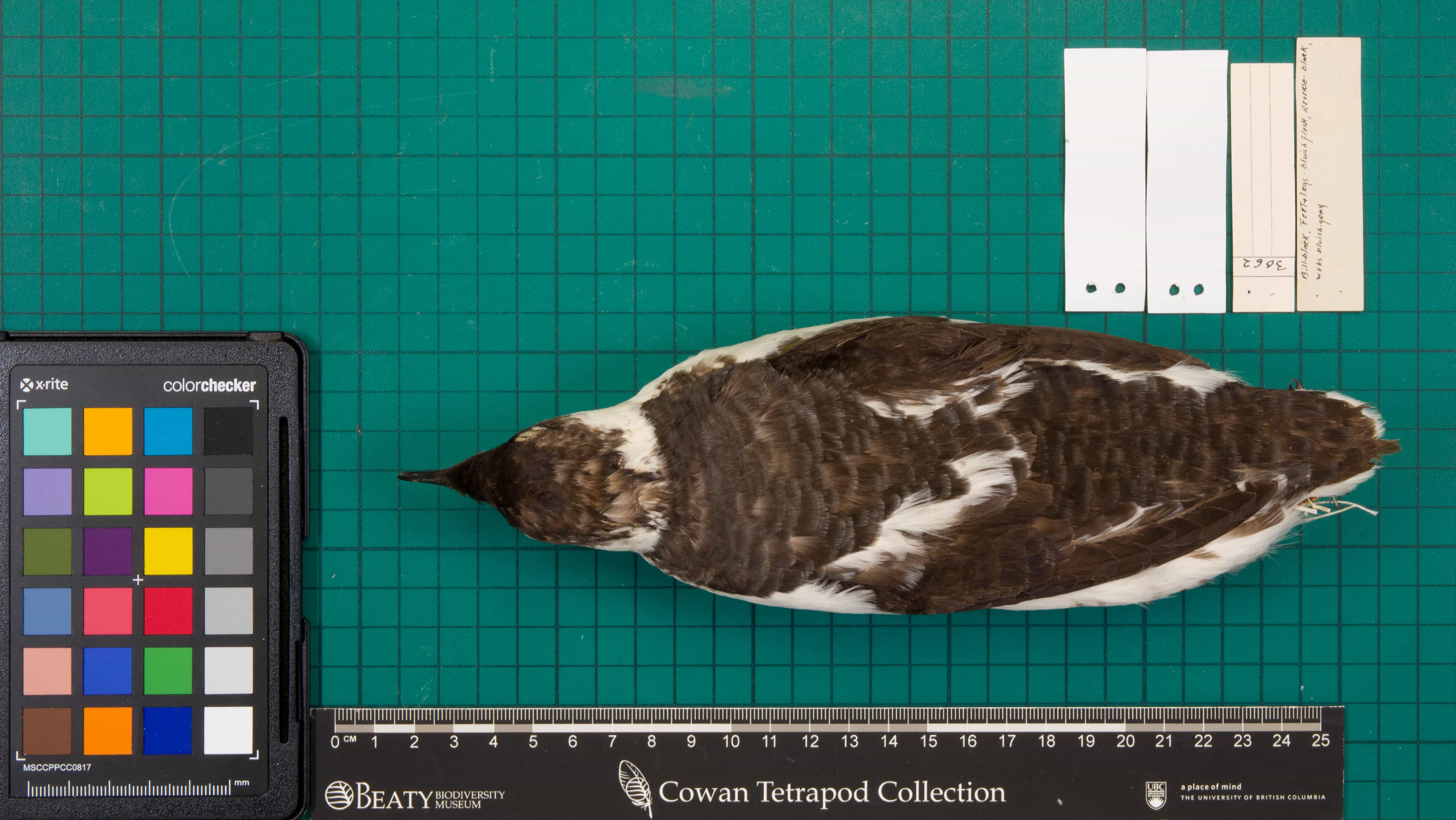 Exploring At-Risk Species Through Biodiversity Informatics | OER Commons