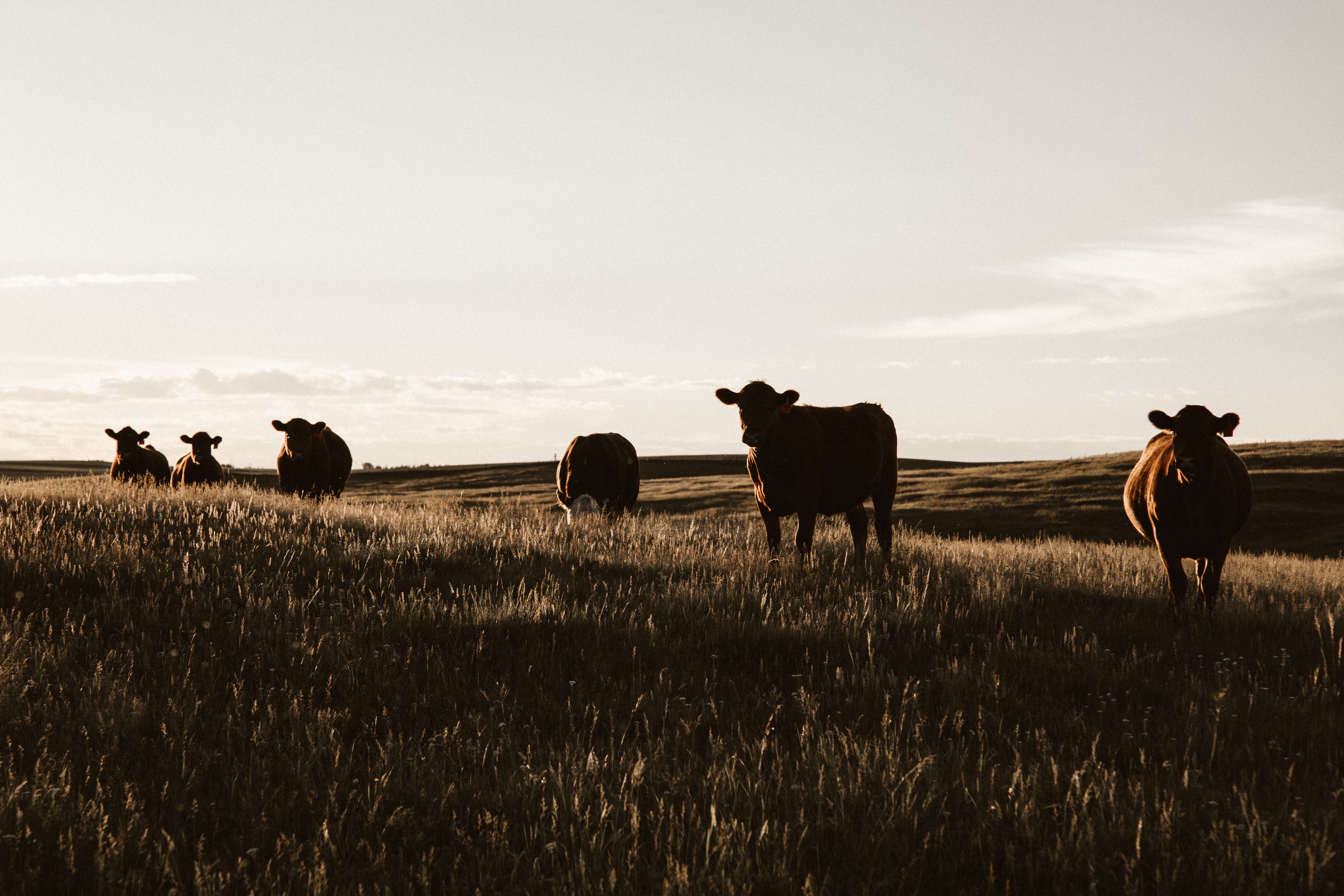 Animal Science- Issues in Animal Agriculture | OER Commons