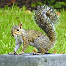 Squirrel!- Kindergarten Science | OER Commons