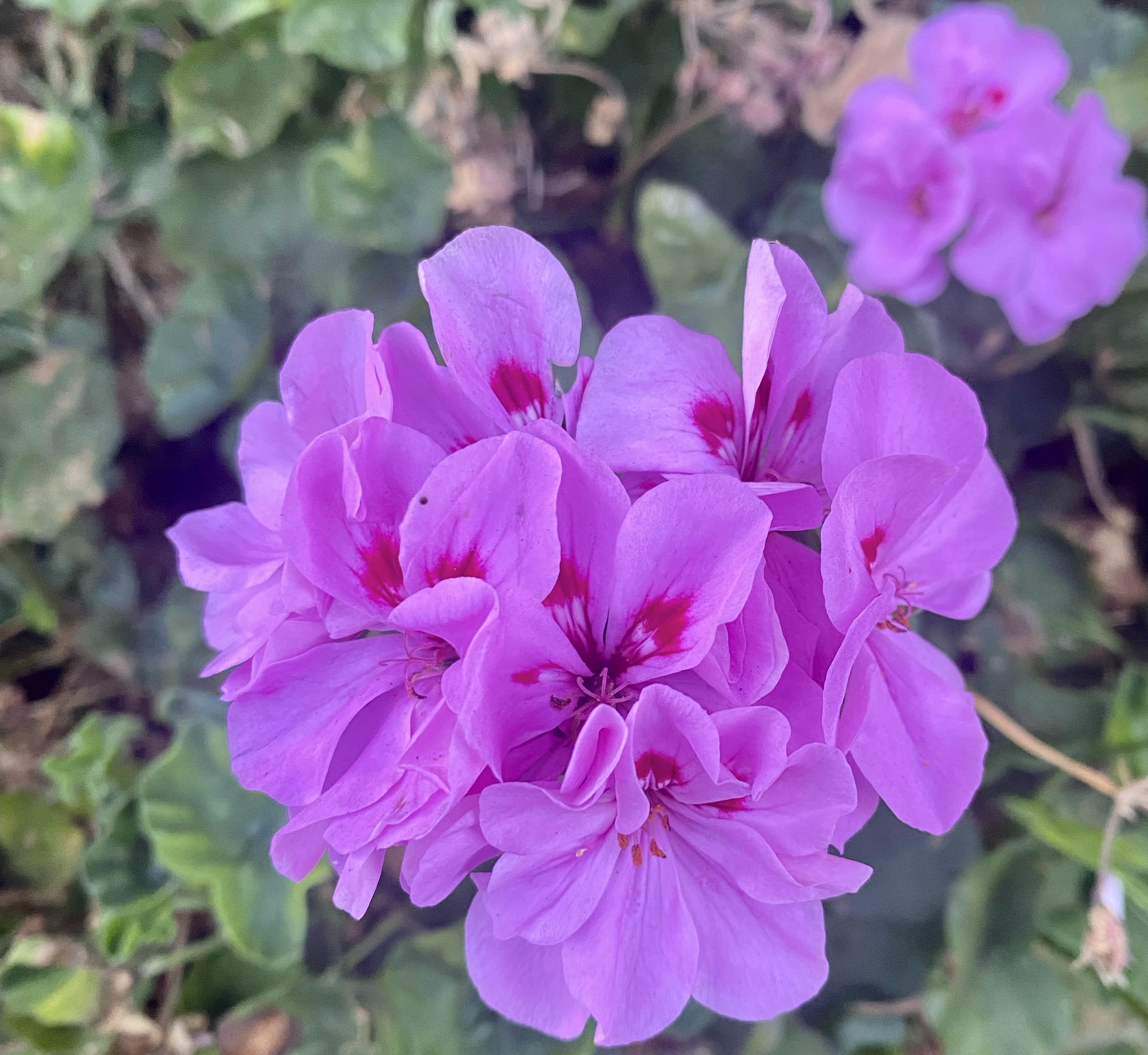 Grade 11 & 12 English - Sample Lesson Using OER Resources | OER Commons