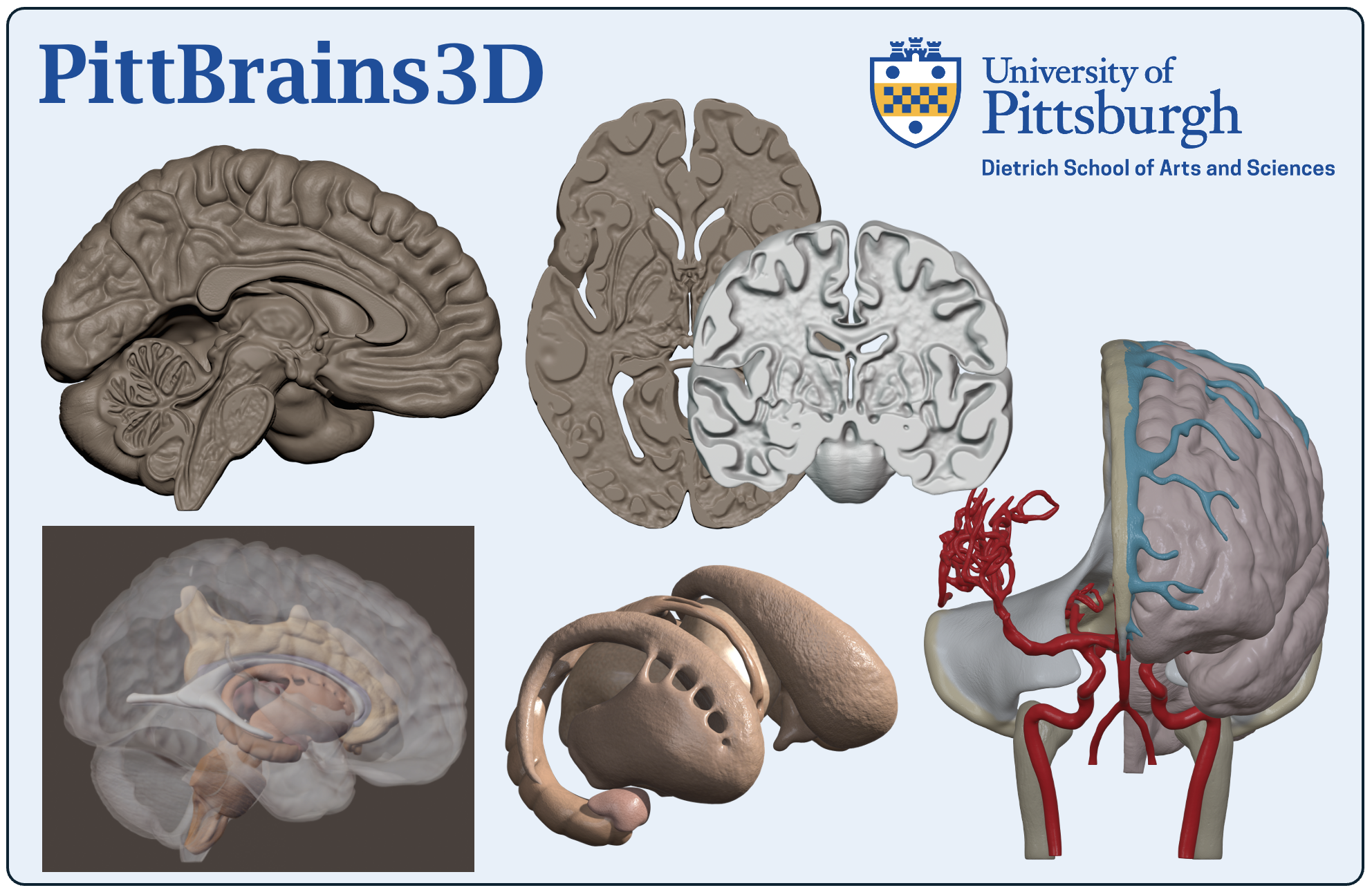PittBrains3D: Digital 3D Models for Neuroanatomy Instruction | OER Commons