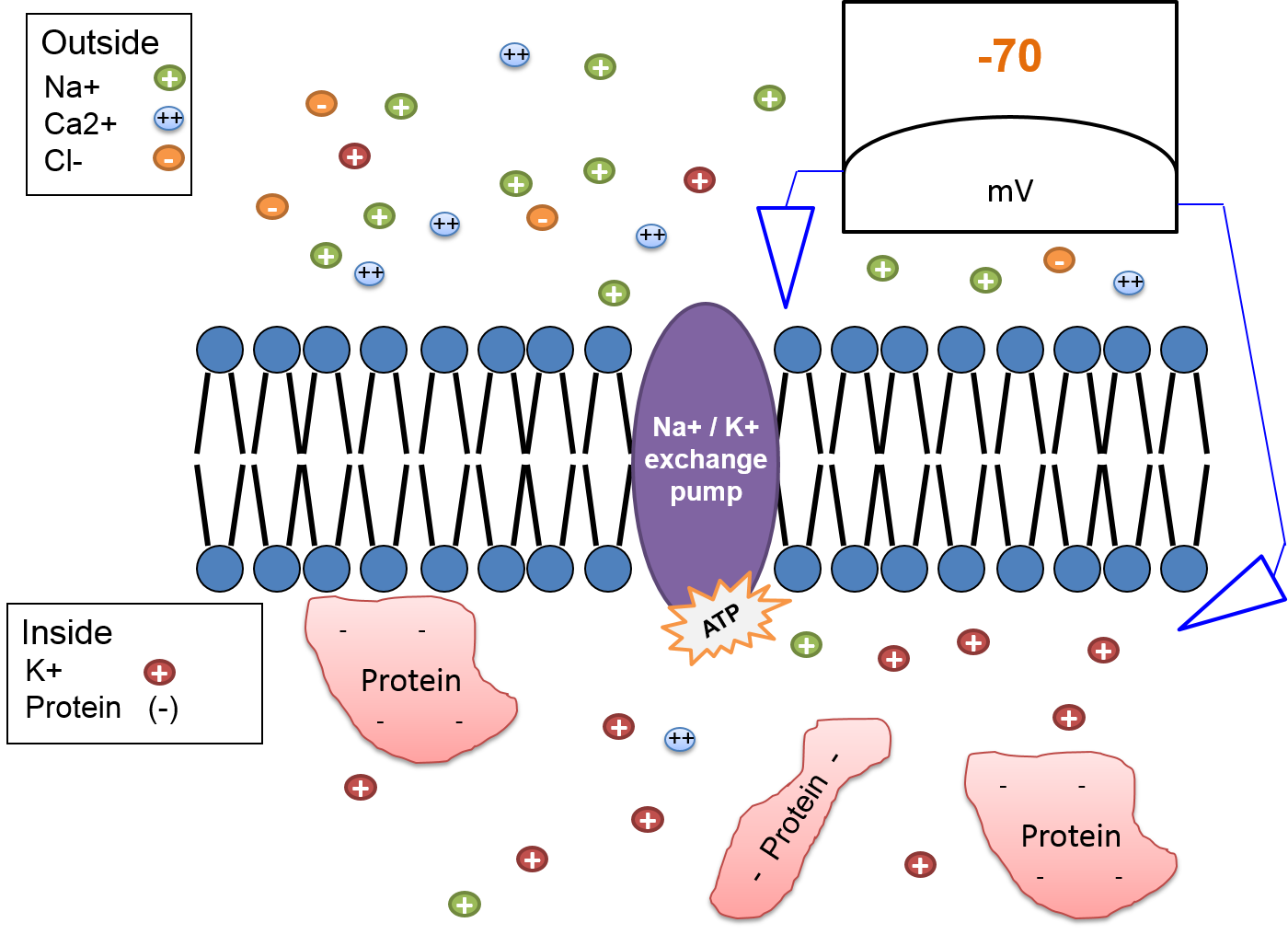 Neural Activity | OER Commons