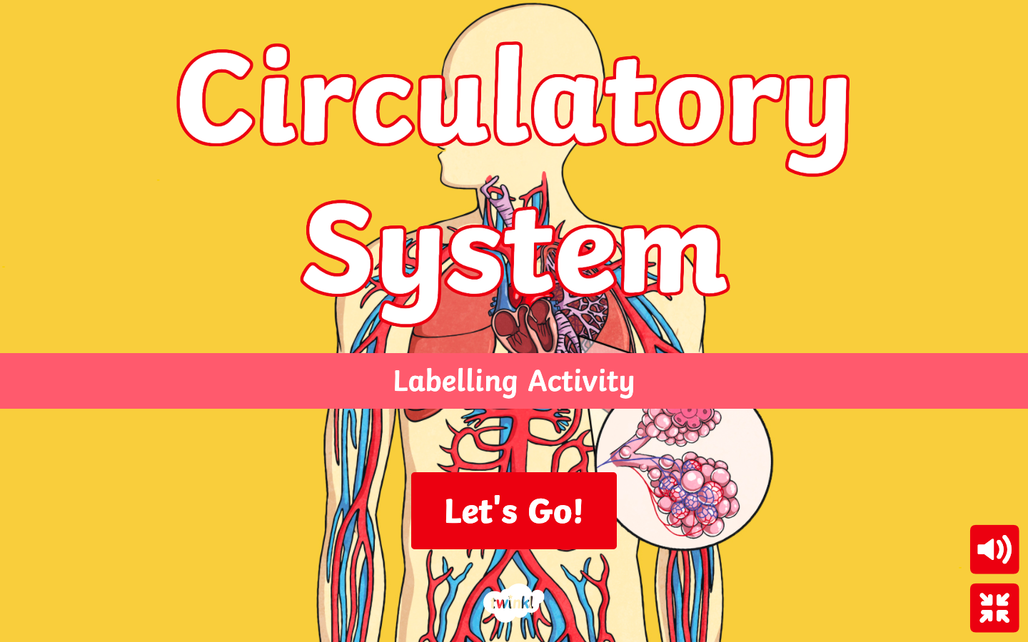 KS2 Circulatory System Interactive Labelling Activity | OER Commons