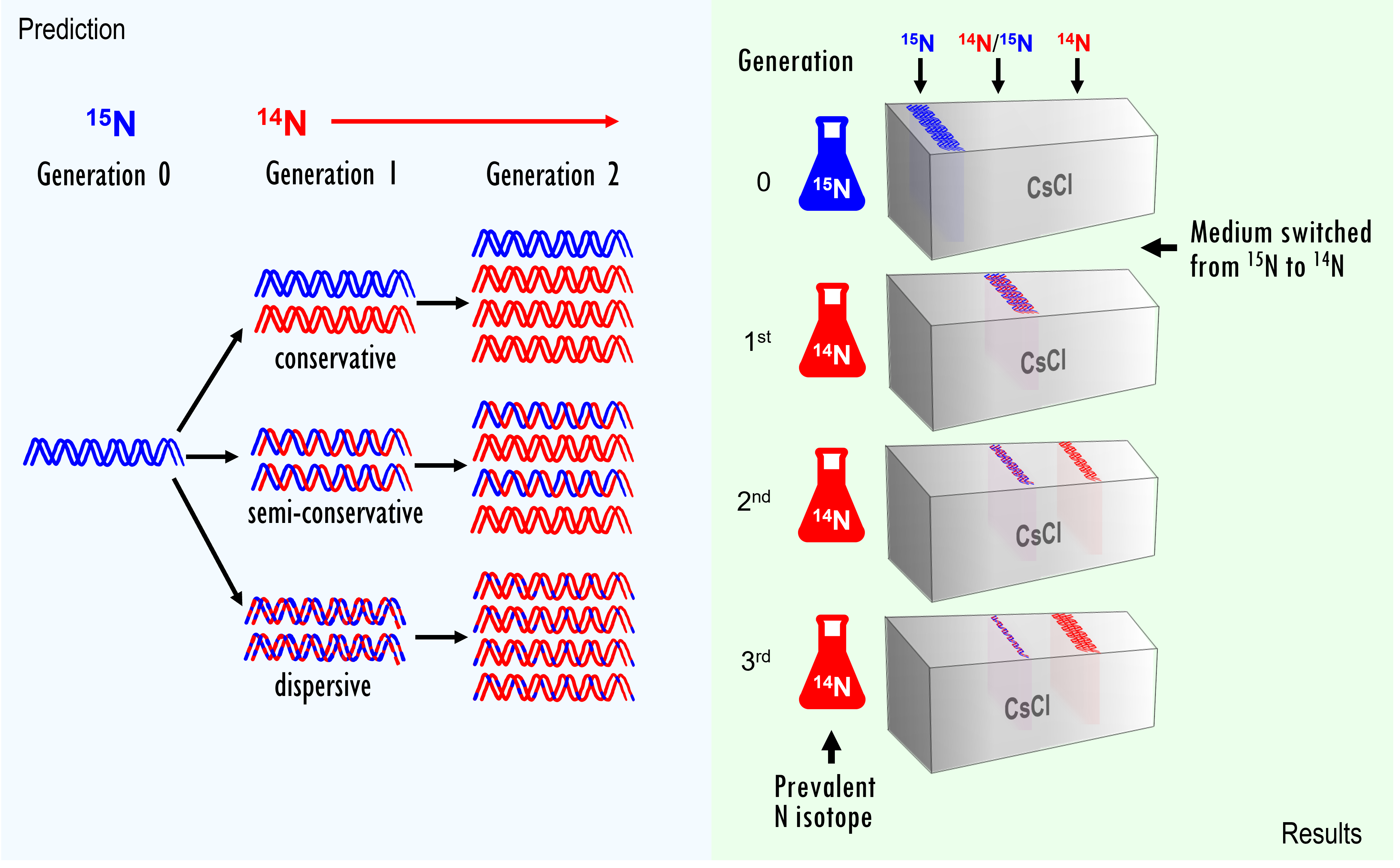 Semiconservative replication of DNA | OER Commons