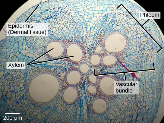 Biology Plant Structure And Function Plant Form And Physiology The 