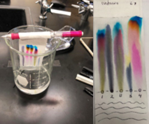 Paper Chromatography Lab | OER Commons
