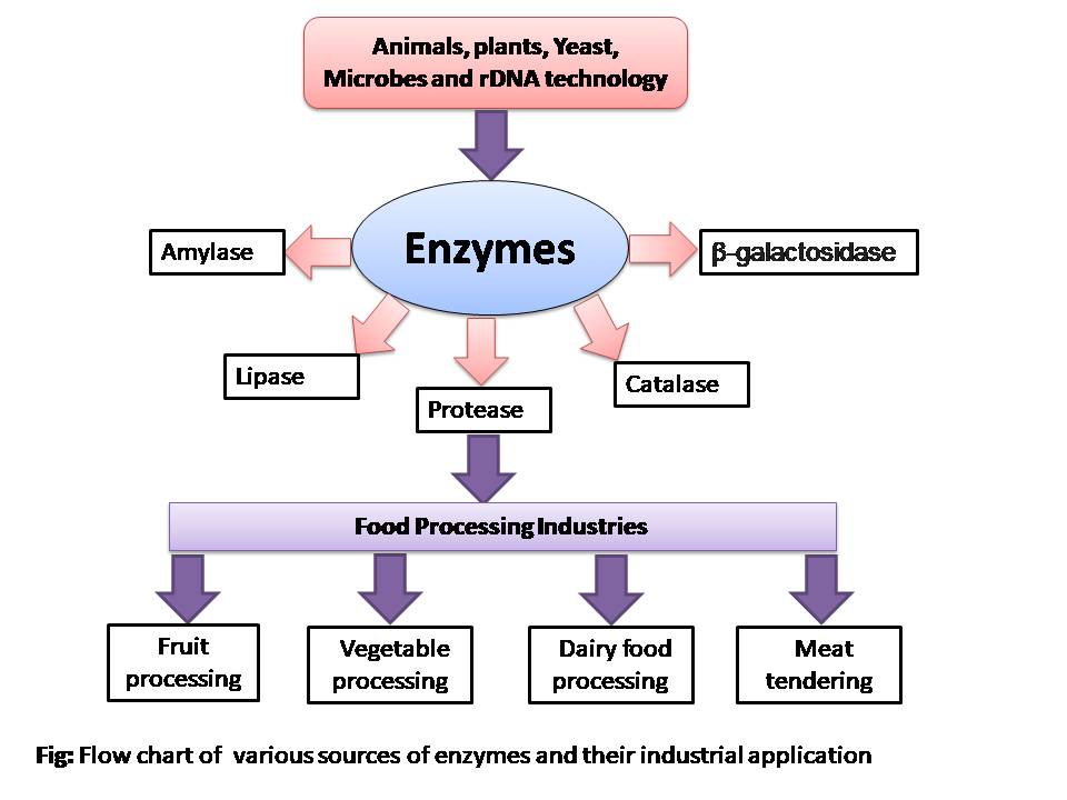 Biology, The Cell, Metabolism, Enzymes | OER Commons