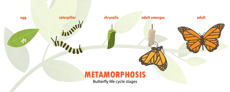 Life Cycle Of A Butterfly Lesson Plan OER Commons