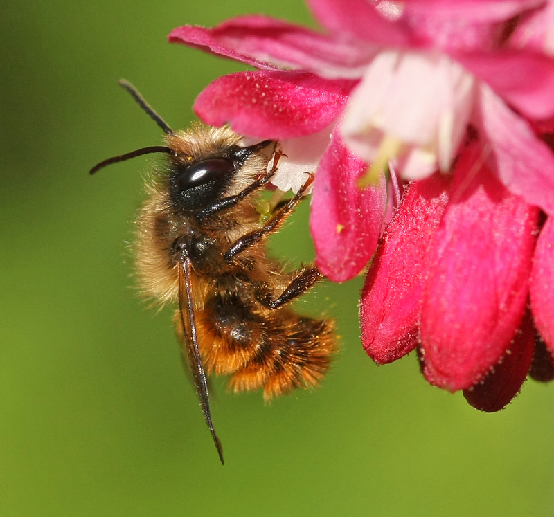 Grade 2-Bee the Change | OER Commons