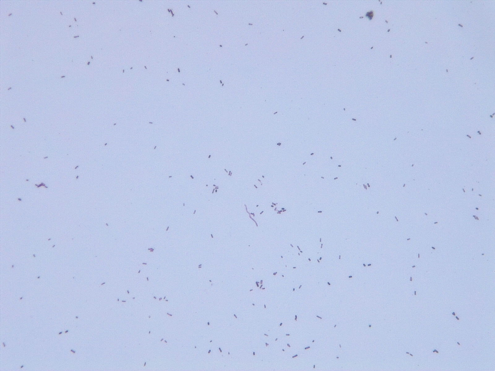 Micrograph Escherichia Coli Gram Stain 100x P000008 OER Commons