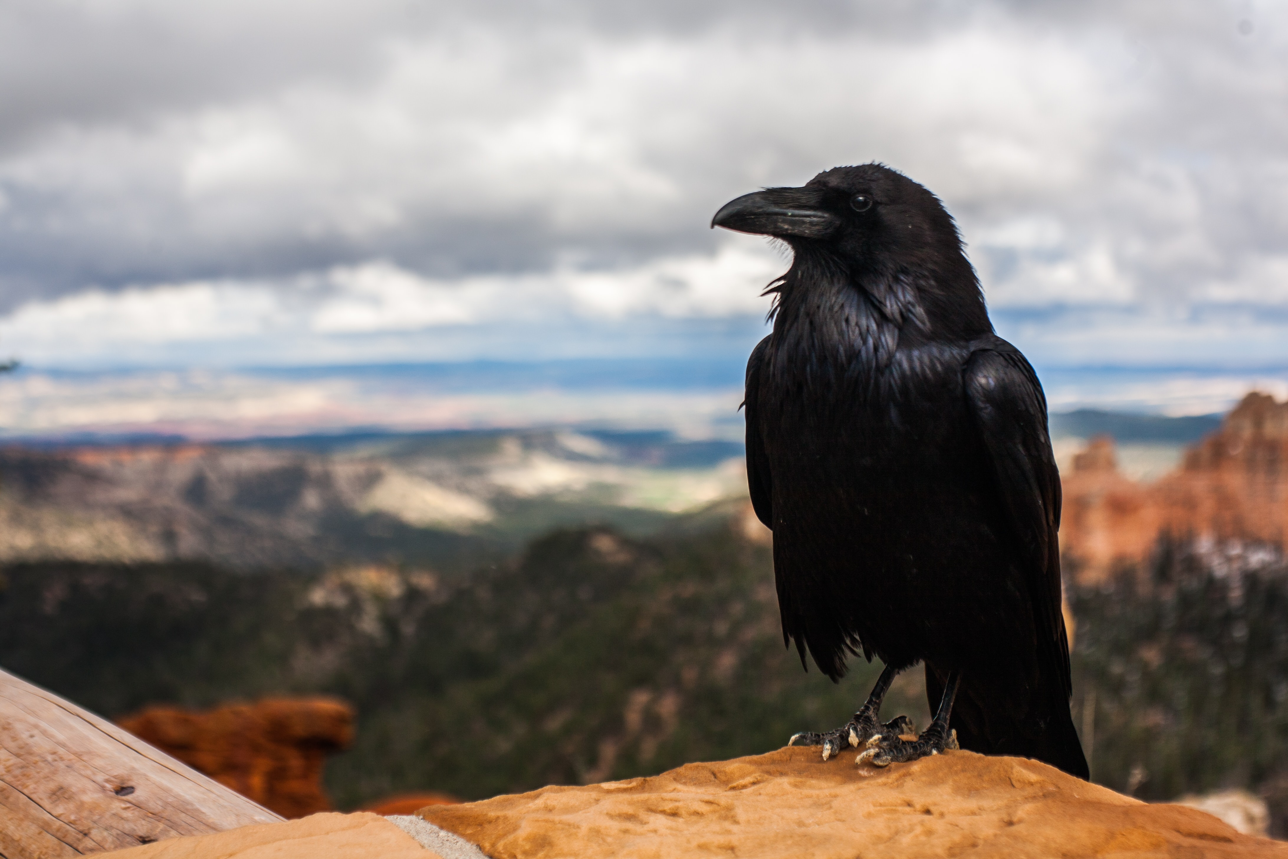 Corvids by Amy Martin | OER Commons