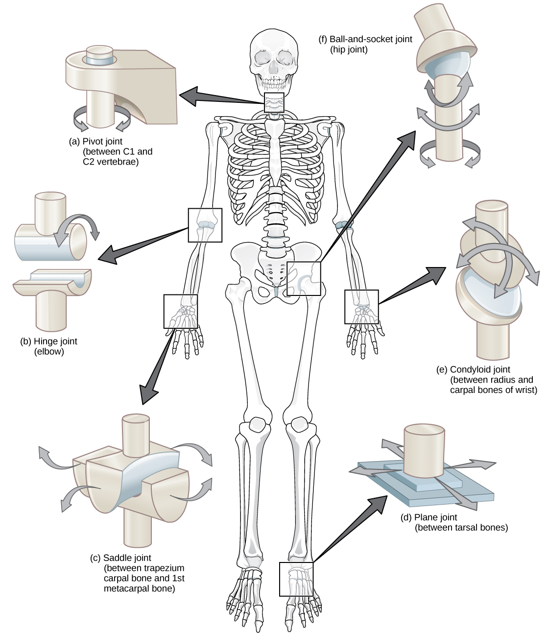 Biology Animal Structure And Function The Musculoskeletal System