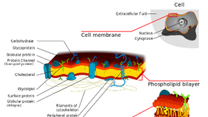 Cellular Structure (Plasma Membrane) and Function | OER Commons