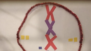 Stop Motion Cell Cycle Animation Project | OER Commons