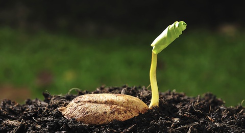 Seed Technology | OER Commons