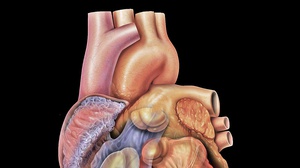 Biology, Animal Structure and Function, The Circulatory System ...