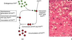 Biology, Biological Diversity, Viruses, Other Acellular Entities ...