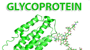 Glycoproteins | OER Commons