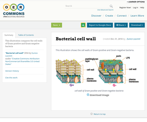 Bacterial cell wall | OER Commons