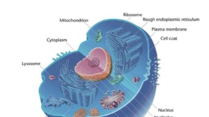 Eukaryotic Cells | OER Commons