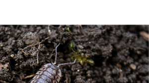 Interdependence in Ecosystems -- Out Teach | OER Commons