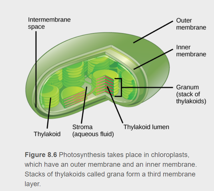 8.2 Photosynthesis | OER Commons