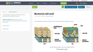 Bacterial cell wall | OER Commons