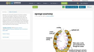 sponge anatomy | OER Commons