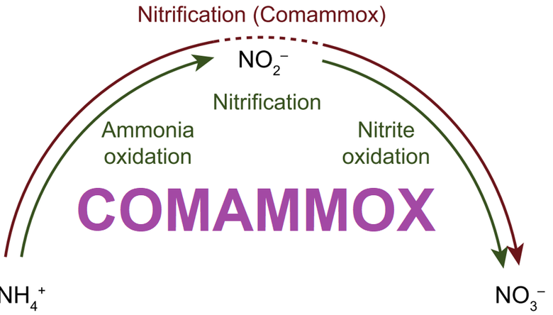 COMAMMOX | OER Commons